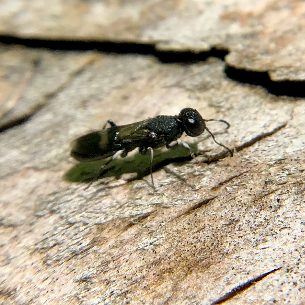 Insect Insights, a Bi-Weekly Buford Blog by Karen Richards – Mount ...