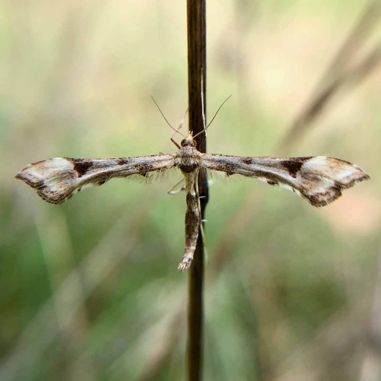 Insect Insights, a Bi-Weekly Buford Blog by Karen Richards – Mount ...