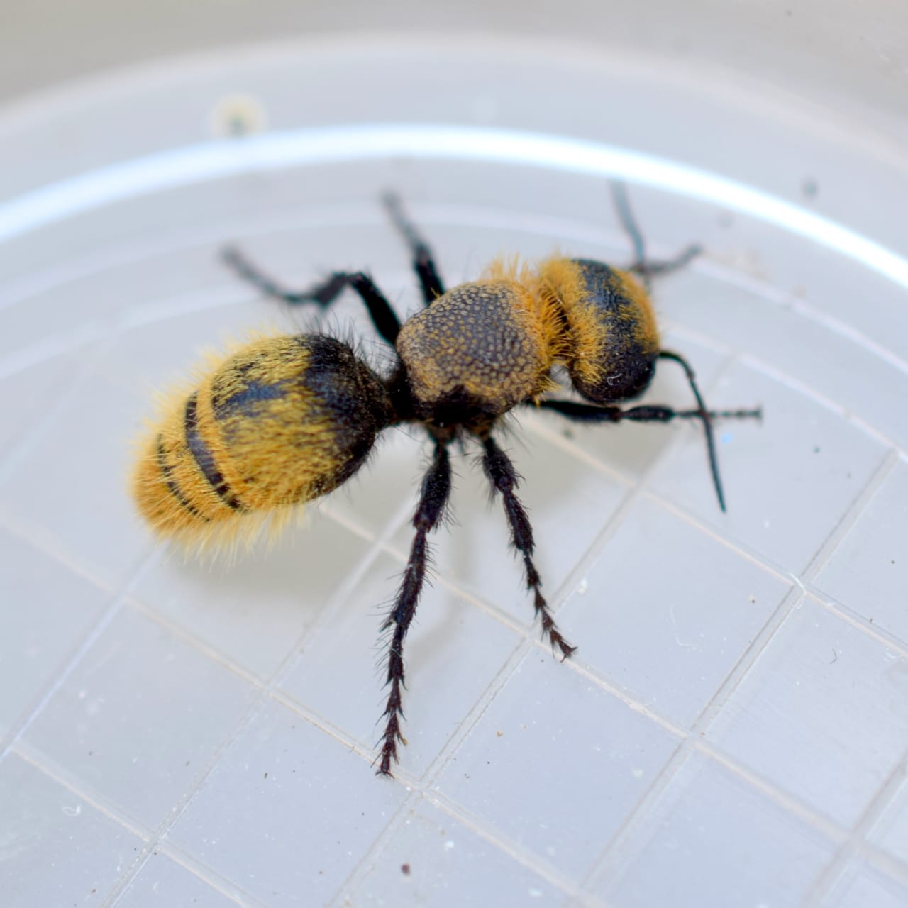 Insect Insights, a Bi-Weekly Buford Blog by Karen Richards – Mount ...