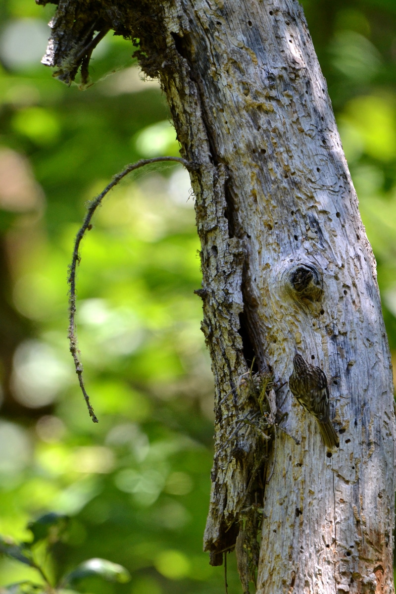 brown_creeper_at_nest_01_web – Mount Pisgah Arboretum