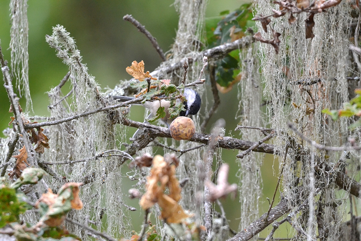chickadee_speckled_oak_gall_02_web – Mount Pisgah Arboretum