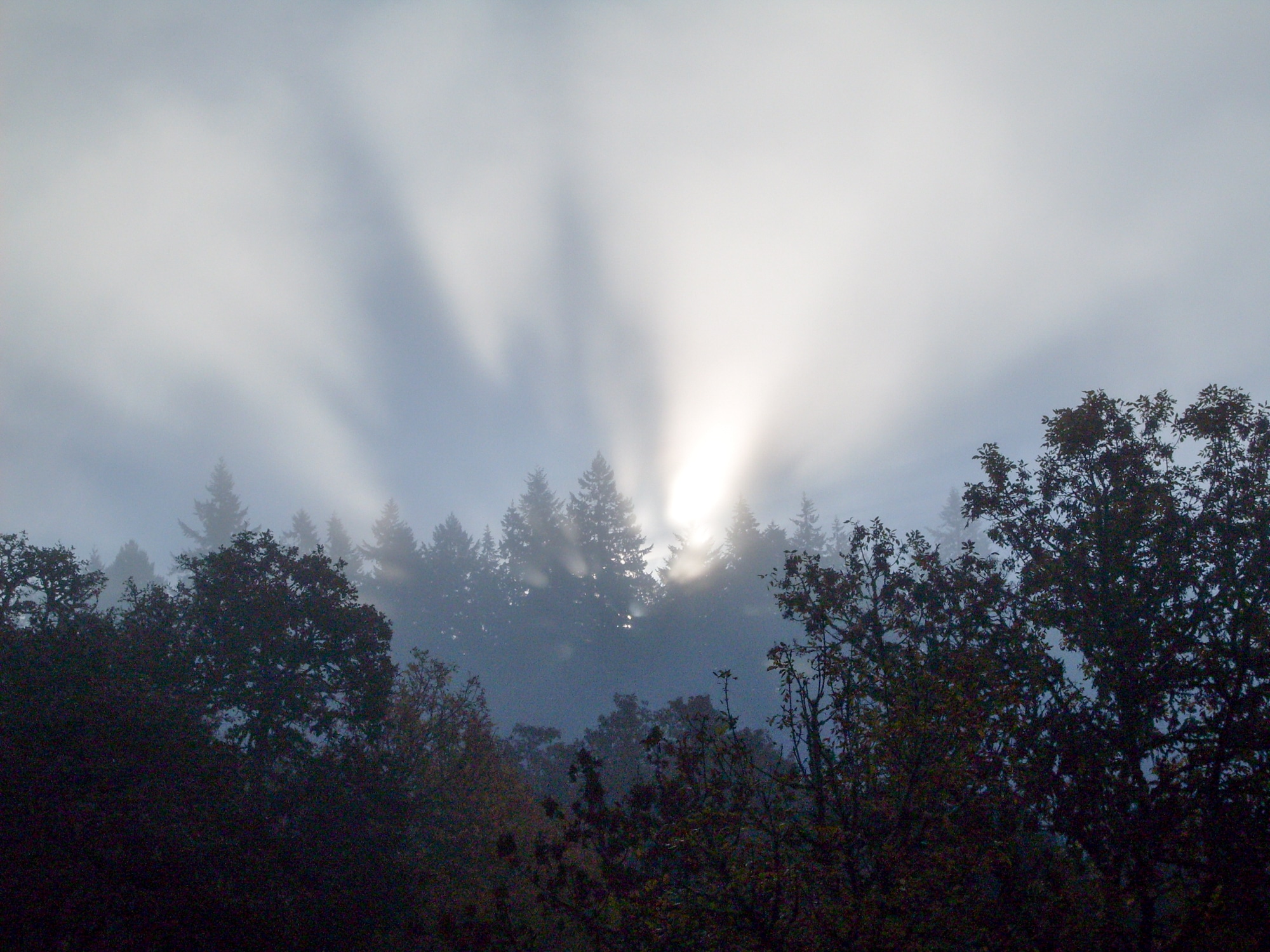 fog-sky-light-edited – Mount Pisgah Arboretum