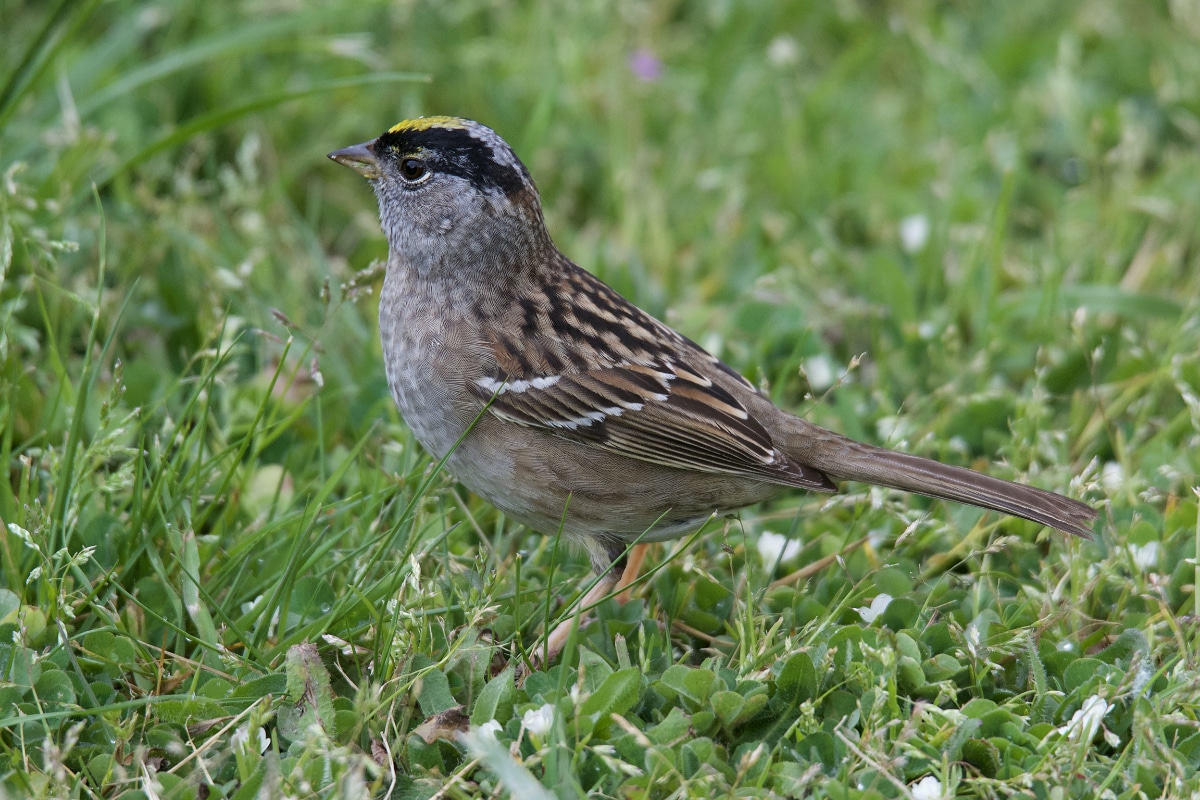 Nature Notes, a Blog by Bryan Ribelin – Mount Pisgah Arboretum