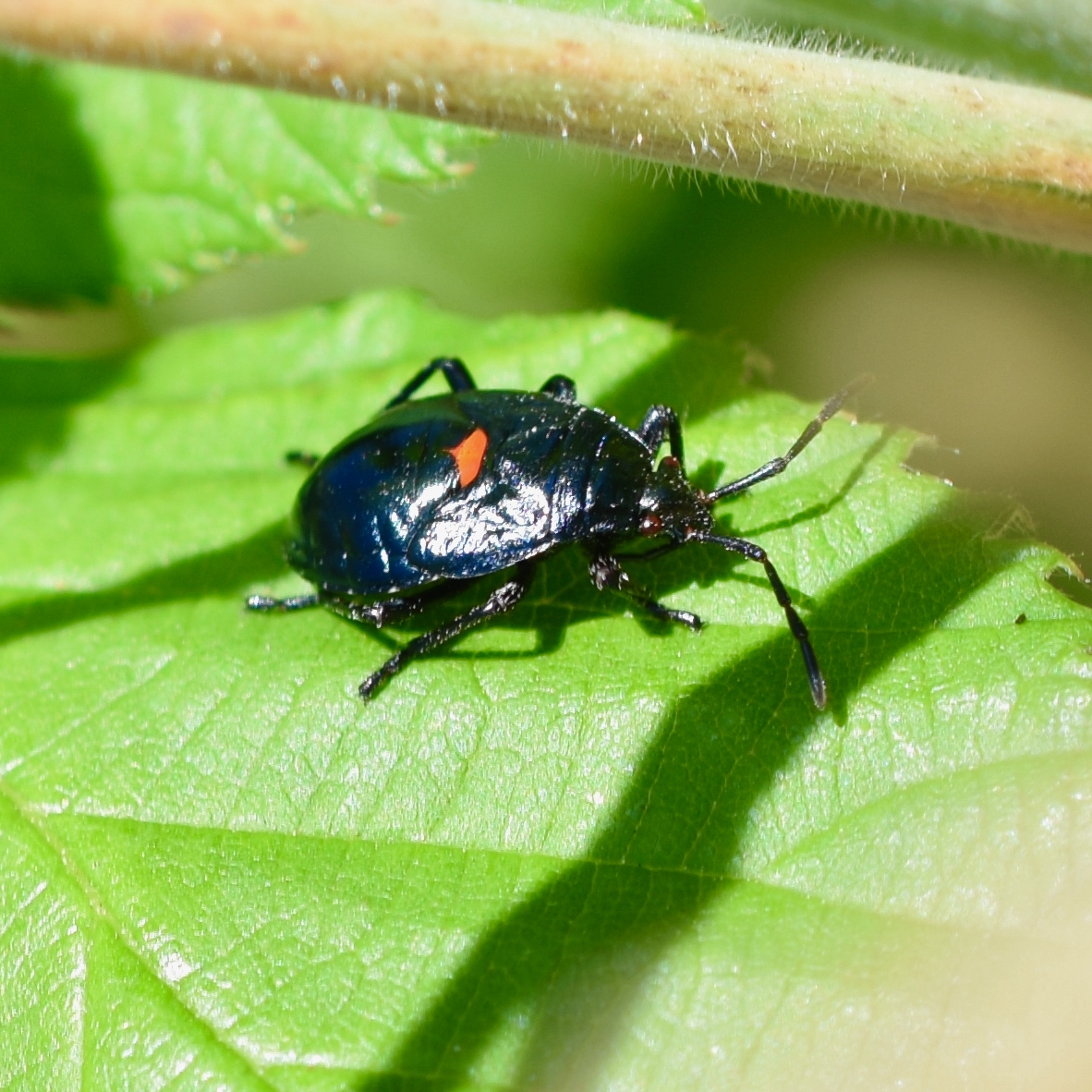 Insect Insights, a Bi-Weekly Buford Blog by Karen Richards – Mount ...