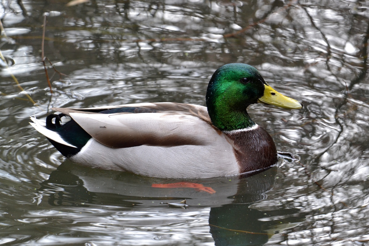 Nature Notes, a Blog by Bryan Ribelin – Mount Pisgah Arboretum