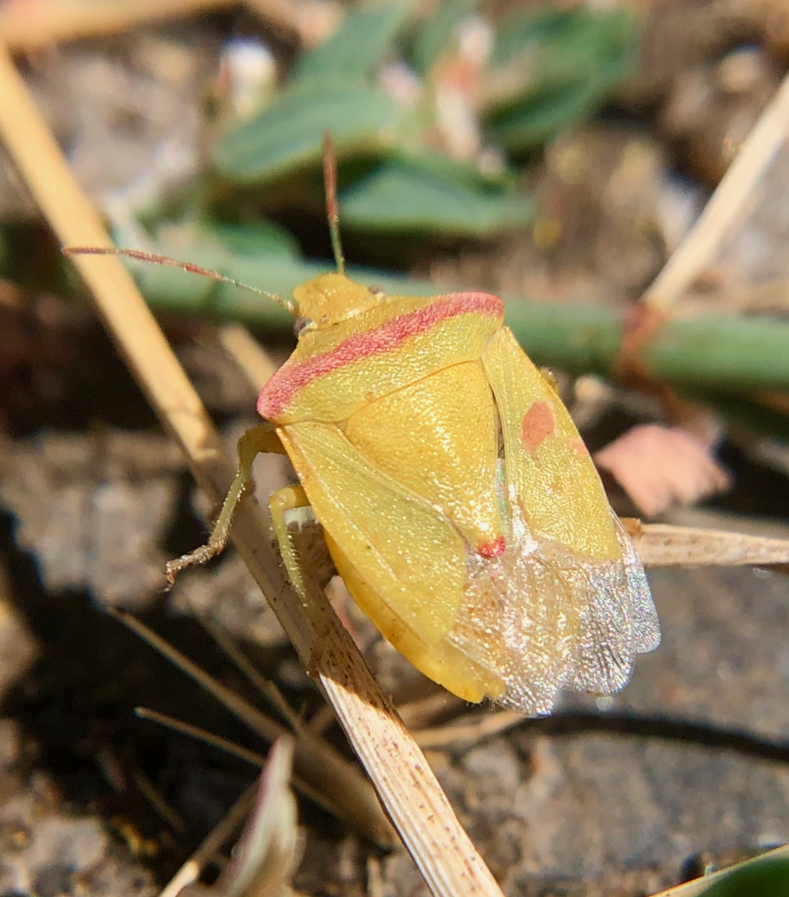 Insect Insights, a Bi-Weekly Buford Blog by Karen Richards – Mount ...