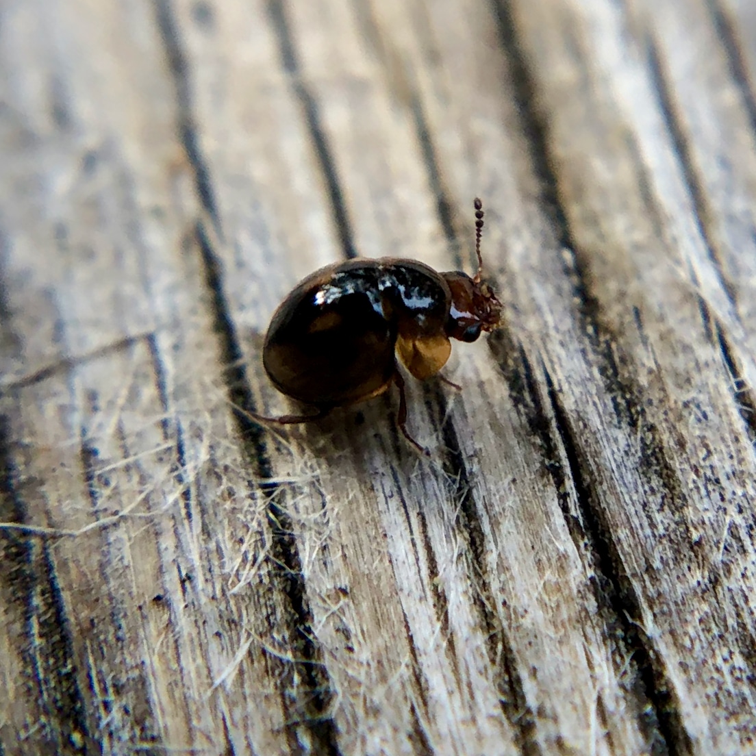 Insect Insights, a Bi-Weekly Buford Blog by Karen Richards – Mount ...