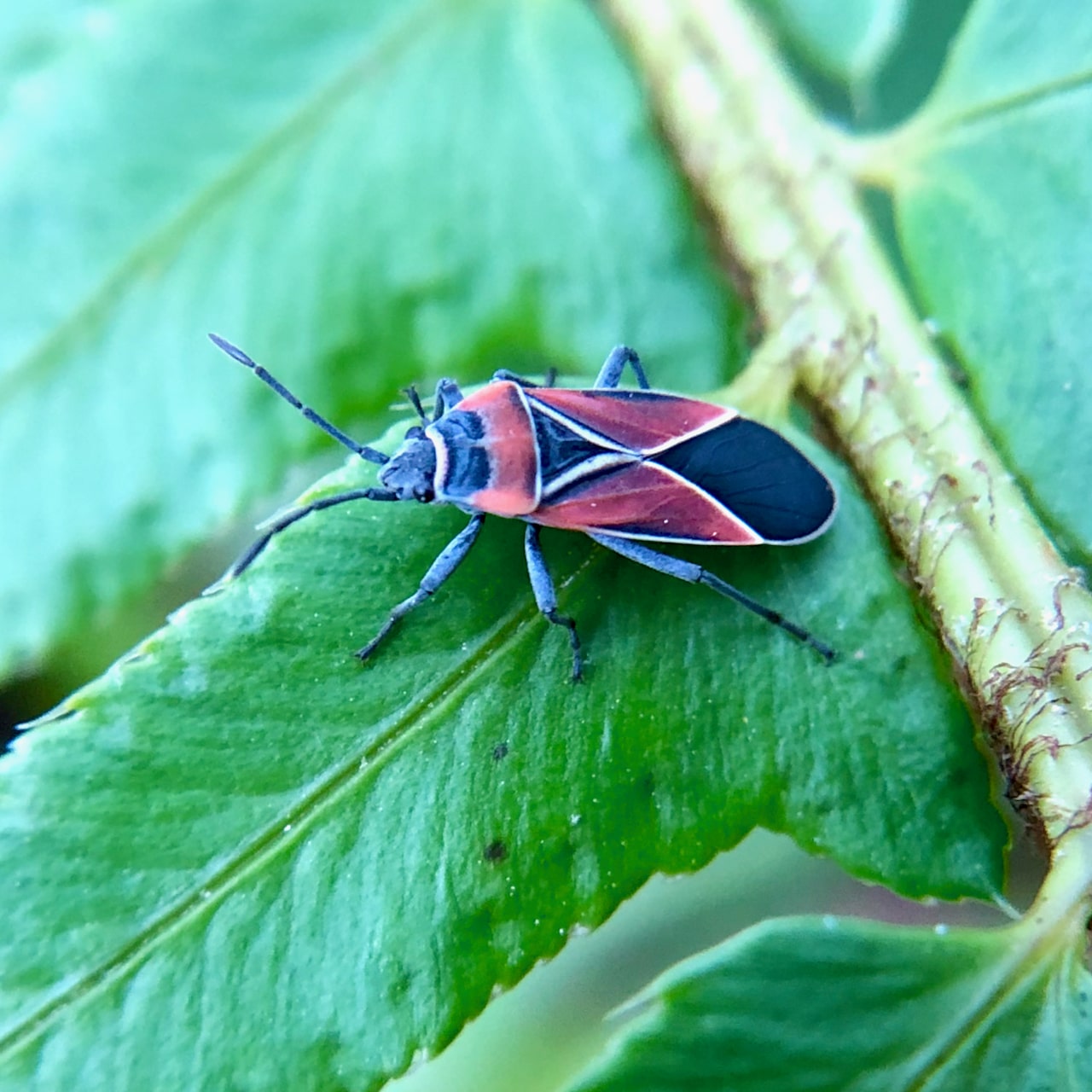 white cross seed bug side – Mount Pisgah Arboretum
